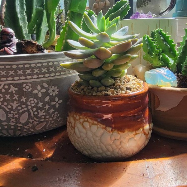 Ocean Coral Succulent Planters - Small Pottery Planter - Mini Succulent ...
