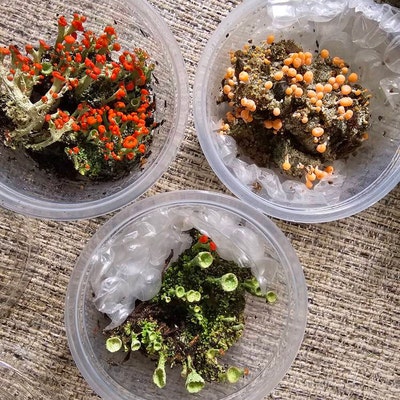 Small Terrarium Humidifier for Lichens, Moss, Plants. Mini Propagation ...