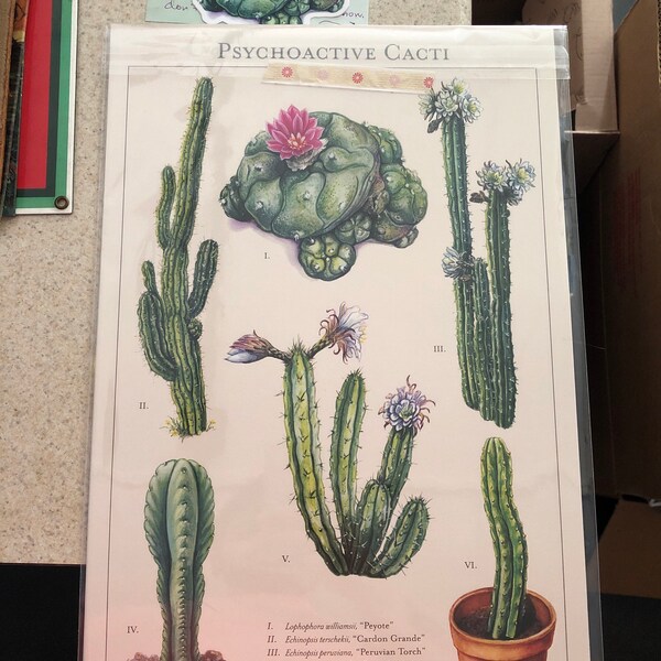 Psychoactive Cacti Botanical Art Print - Etsy