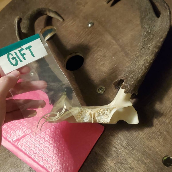 Deathtaxusa • #3634 - Real Animal Freeze Dried Stillborn Neonate ...