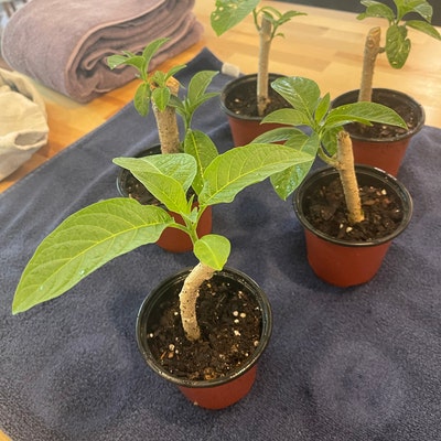 Neoregelia Sheba Bromeliad Offset for Shade or SUN - Etsy