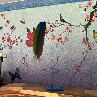 Majestic Genuine Wedged Tailed Eagle Wing Feather Approved Licence ...