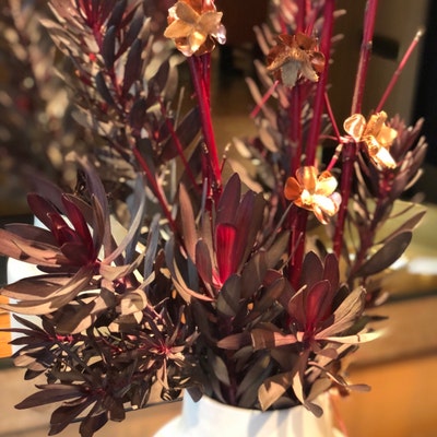 100 Organic Beech Tree Seeds Natural Wreath Decoration Jewelry Making ...