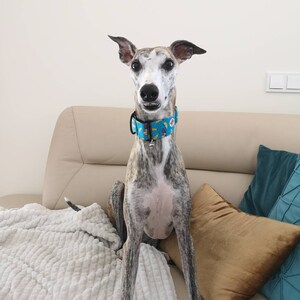 Martingale dog collar model Meadow. Adjustable and handmade | Etsy