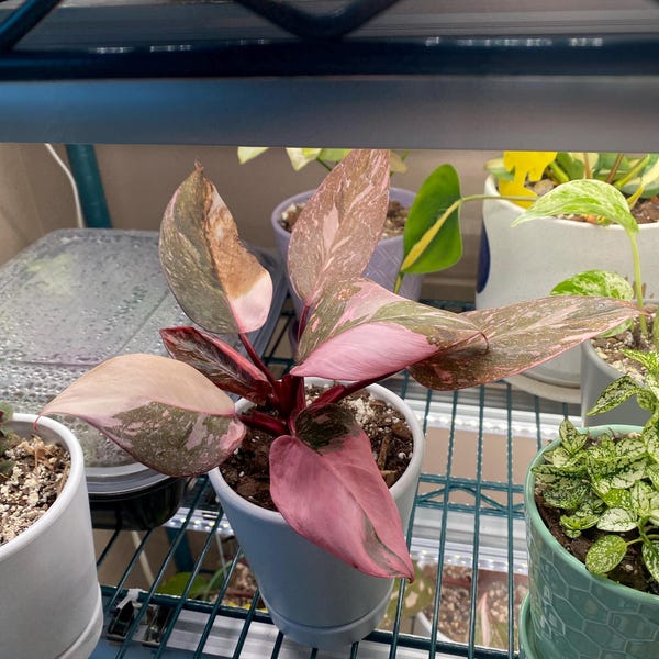 Philodendron Pink Princess Marble "high Pink Color" :indoor Plants ...