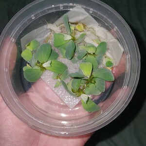 Dwarf Water Lettuce 4 Live Floating Aquarium Plant With - Etsy