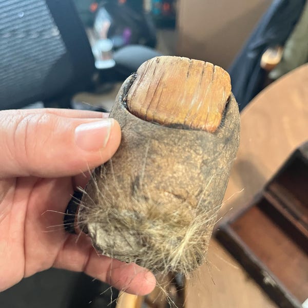 Alien Autopsy Specimen Realistic Mummified Prop - Etsy