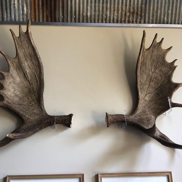 Acrylic Invisible Moose Paddle Wall Mount Display. Antler Not Included ...