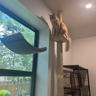 Cat Pole Cats Can Climb From Floor to Ceiling for Play and Exercise ...