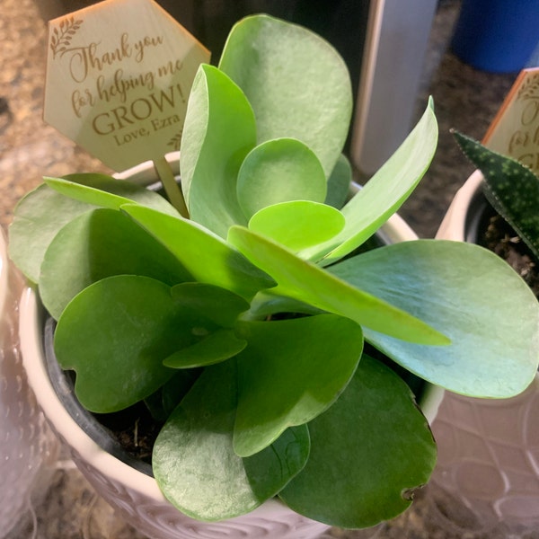 Succulent Tags | Work Would Succ Without You | Succulent Sticks | Work ...