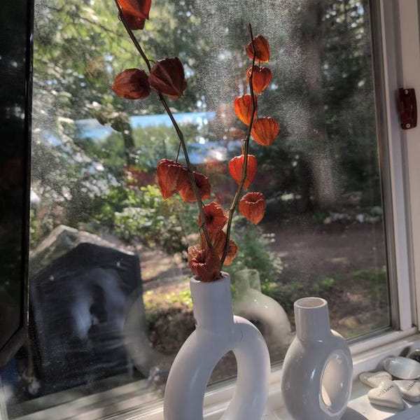 Preserved Lycopodium Bunch，dried Princess Pine Grass，dried Flowers ...