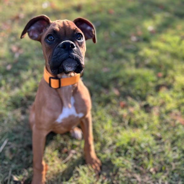 Funny Sayings Tag, Lightweight Tag, Funny Tag, Fun Dog Tag, Aluminum ...