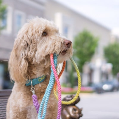 UNICORN: Rope Dog Leash Cotton Rope Dog Lead, Pastel Dog Leash, Rainbow ...