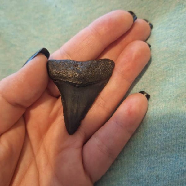 3 Megalodon Shark Teeth - Real Fossil Megalodon Shark Tooth, Authentic ...