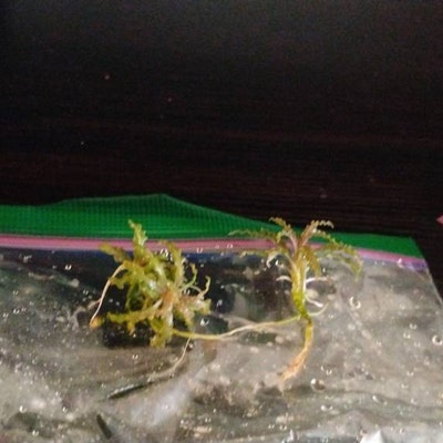 1 Bucephalandra Micro Live Aquarium Plants Free S/h Live Aquatic Plants ...