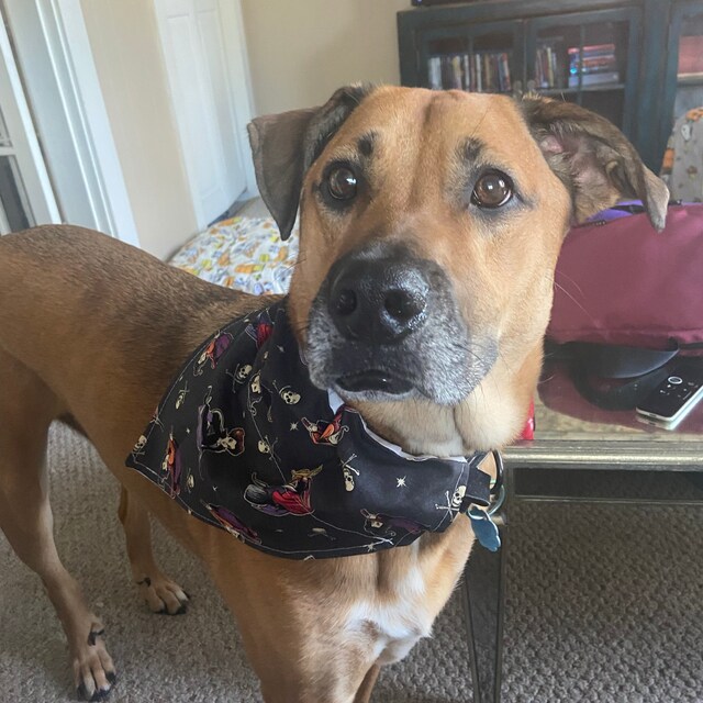 Cheffy Co A Pop of Pooch Style by CheffyandCo on Etsy