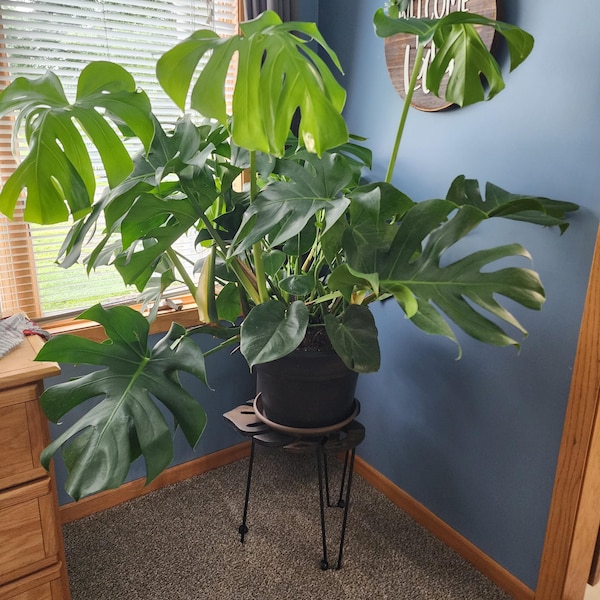 Handcrafted Monstera Leaf Door Hanger – Tropical Welcome Sign, Front ...