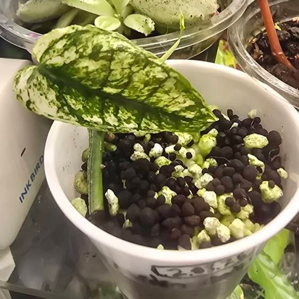 Cebu Ghost 2 Wet Sticks | NODES | Unrooted | Epipremnum Cebu Blue Ghost ...