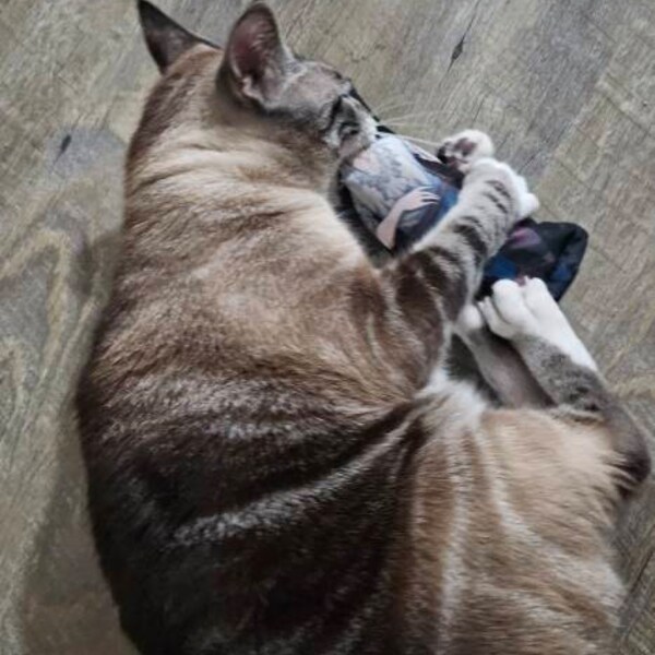 Custom Dnd Class Cat Sticker Pack Dnd Cat Stickers Dnd Stickers Dnd ...