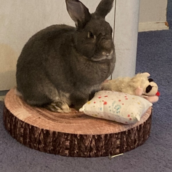 Bunny Toss Pillow Toy, Small Pet Toy, Rabbit Enrichment Toy, Mental ...