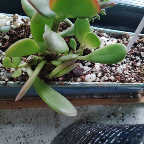 Weeping Jade, Trailing Jade, Variegated Succulent, Home Decor Plant ...