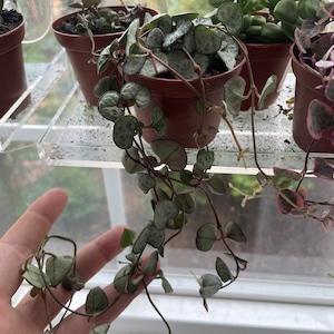 Peperomia Piccolo Banda Plant Peacock Peperomia 2.5 Inches - Etsy
