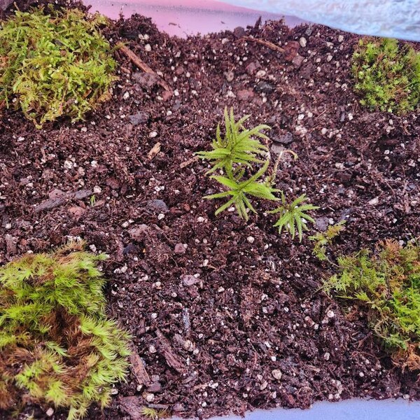 5 Mini Moss Assortment Dome - Etsy