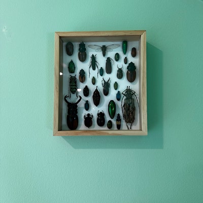 Mix 20 Beautiful Thai Butterfly Insect Taxidermy Entomology Frame ...