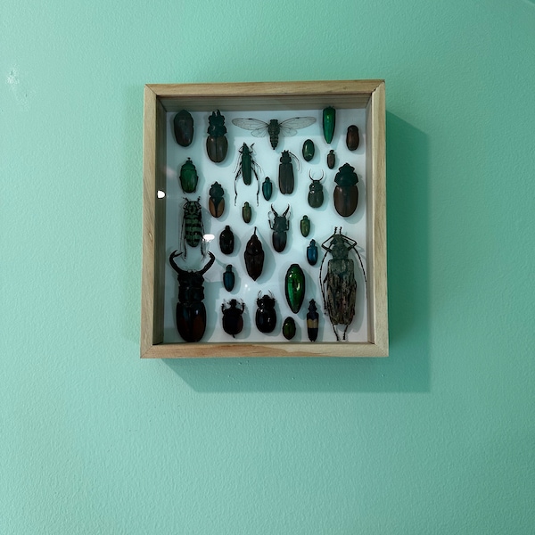 Mix 20 Beautiful Thai Butterfly Insect Taxidermy Entomology Frame ...
