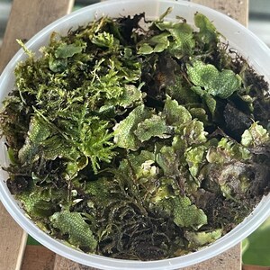 Spoon Leaved Moss Bryoandersonia Illecebra Live Terrarium Moss - Etsy