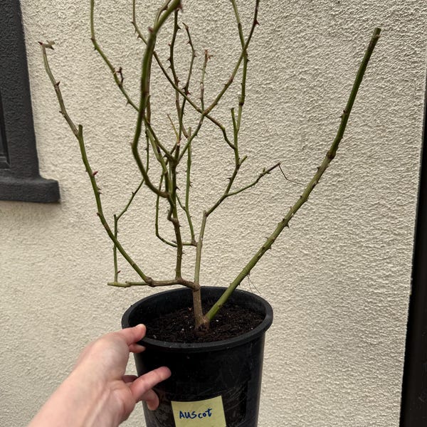 Sabrina | French Garden Shrub Rose | Own Root - Etsy