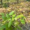 1 Fall Gold Raspberry Rooted Plant. Zones 3-8. Gold Colored Raspberry ...