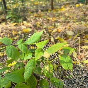 1 Early Crop Ever Bearing Mammoth Red Raspberry.live Rooted.zone 3-8 ...