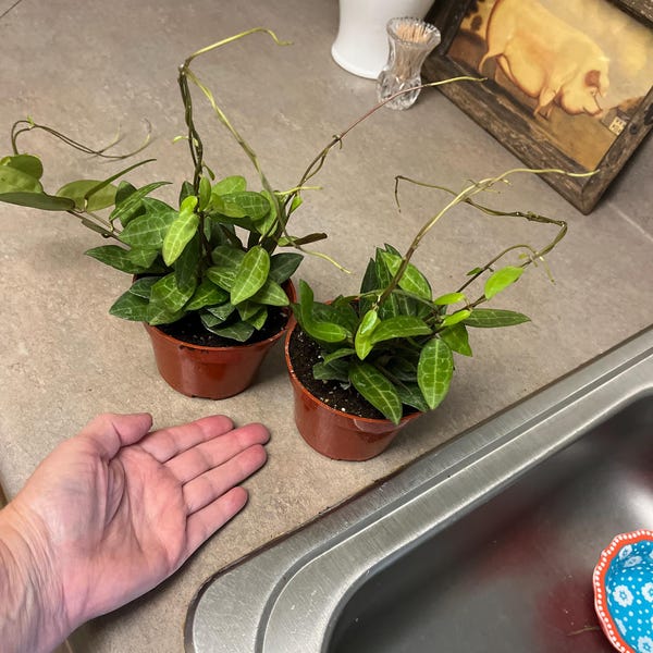 Scindapsus Pictus Platinum Java - 6" From Myplants - Etsy