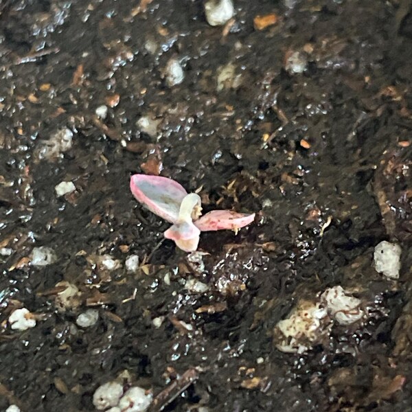 Exotic Butterfly Pea - Blue Tea Pea / Asian Pigeonwings / Blue Pigeon ...