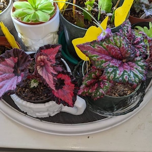 Rhizomatous Begonia 'starburst' | Etsy