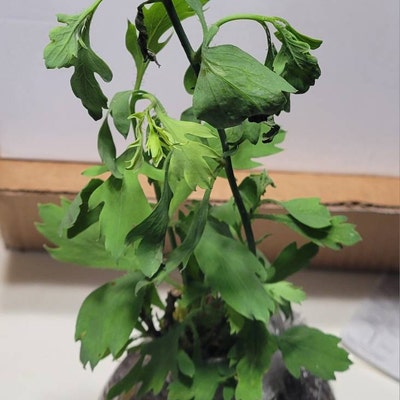 Lace Fern Microlepia Strigosa Plant One Gallon Size - Etsy