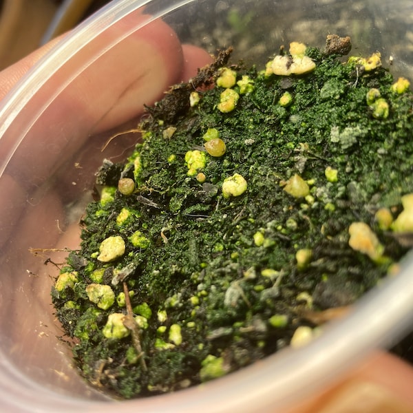 Hildewintera Colademononis - Monkey Tail Cactus Seeds - Super Furry ...