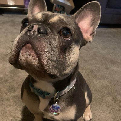 Custom Pet Tag for Dogs and Cats Personalized Weiner Hot Dog - Etsy