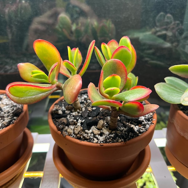 2 Cuttings Senecio Barbertonicus Lemon Bean Bush Succulent Cutting 3 to ...