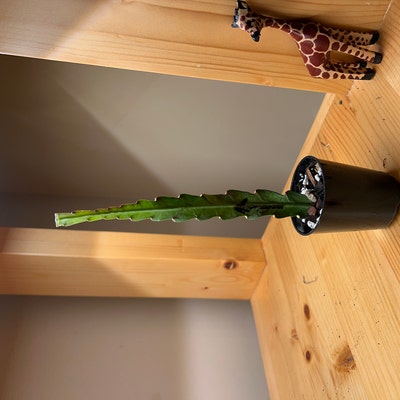 Epiphyllum Medora,one Live Plant in Pot ,hard to Find. - Etsy Canada