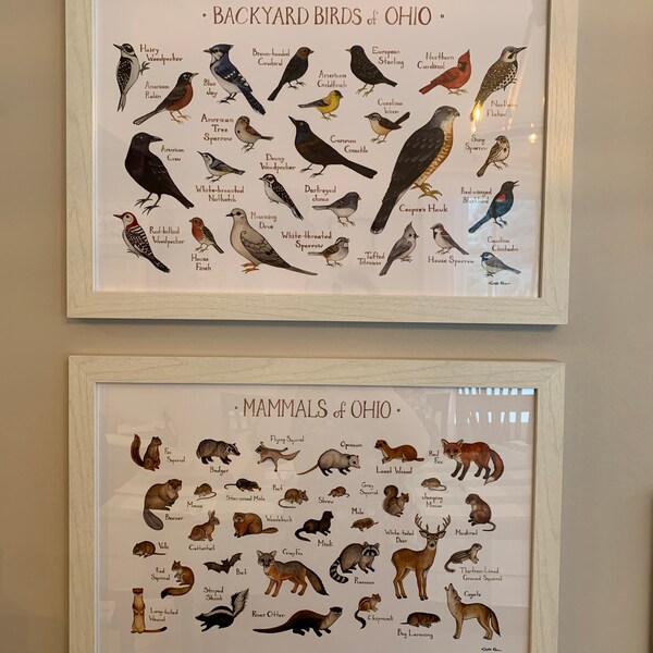Ohio Mammals Field Guide Art Print / Animals of Ohio / Watercolor ...