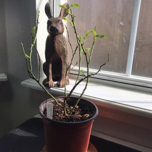 Lavender Flower Circus 薰衣草花环 Repeat Blooming Climbing Rose. - Etsy