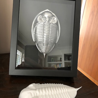 3D Printed Trilobite Zlichovaspis/odontochile - Etsy