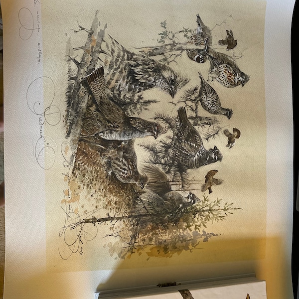 Watercolor Print "grouse", Ruffled Grouse, Grouse Hunting, Red Grouse ...