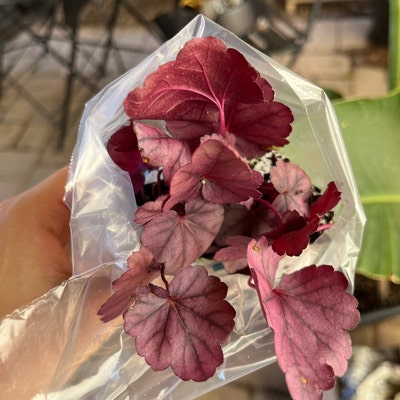 2 Heuchera Electric Plum Starter Perennials. Stunning Colors - Etsy