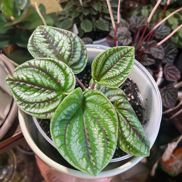 Peperomia Dragon Skin Starter Plant (ALL STARTER PLANTS Require You to ...