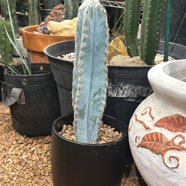 Ty Beanie Babies Snip the Siamese Cat,collectible Beanie Babies,cute ...