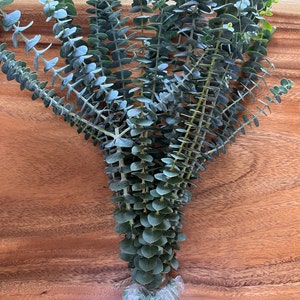 Fresh Gunni Eucalyptus/ Wedding/ Greenery/ Eco Printing / - Etsy
