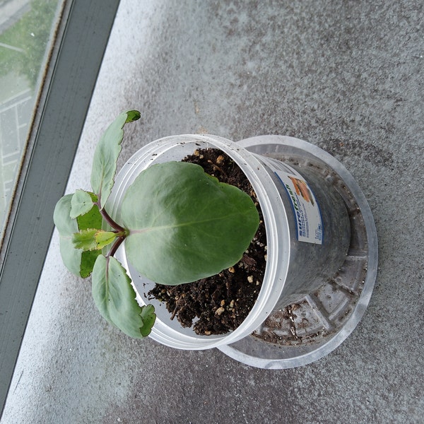 Wildcrafted Jamaican Cerasee (momordica Charantia) | Bitter Melon Dried ...